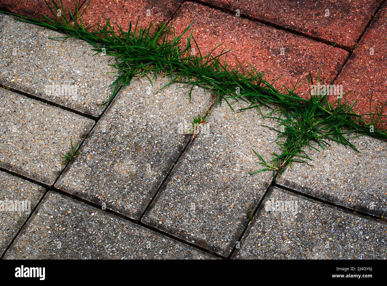 background interlocking paving rectangles overgrown with grass Stock ...