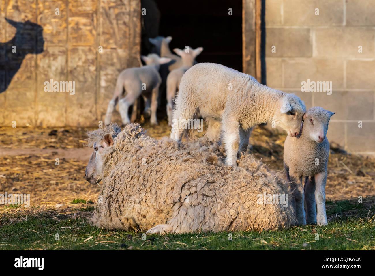 Young sheep playing king of the castle on a ewe in front of an Amish ...