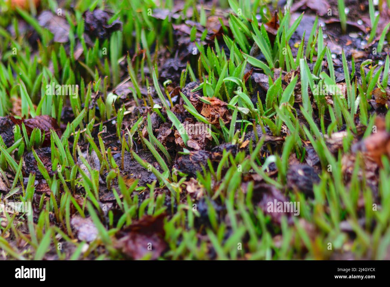 wild tulip sprouts traverse through the ground and old leaves, the ...