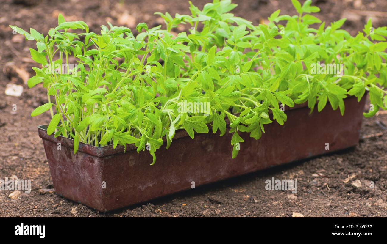 Growing in windy climate hi-res stock photography and images - Alamy