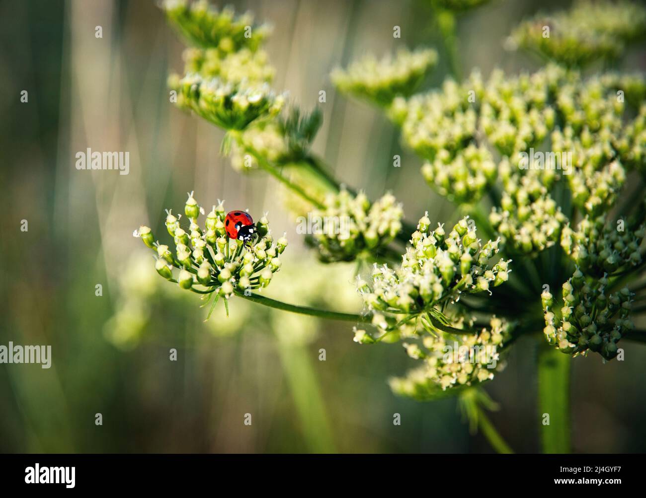 nature background red seven dot ladybird on plant Stock Photo - Alamy