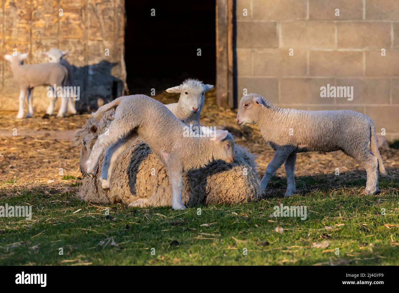 Young sheep playing king of the castle on a ewe in front of an Amish ...
