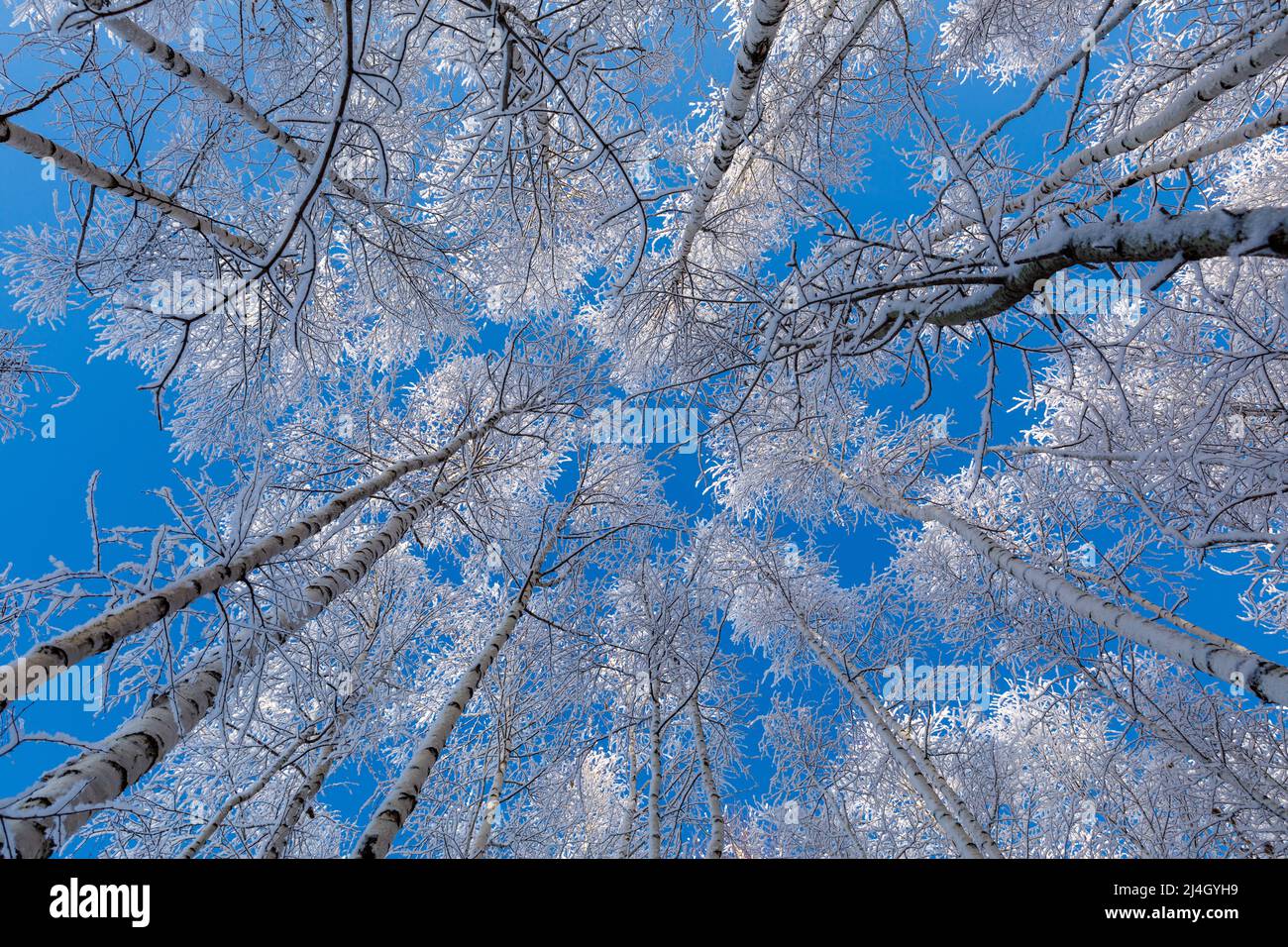 Landscape of beautiful birch forest, bottom-up view. Perspective of the ...