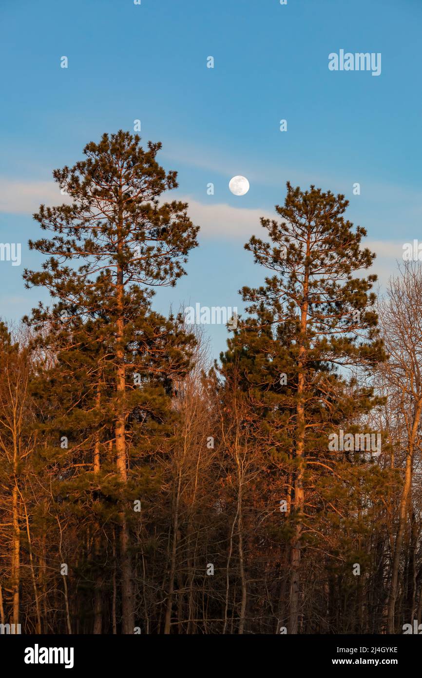 Red Pines, Pinus resinosa, and a full moon in central Michigan, USA ...