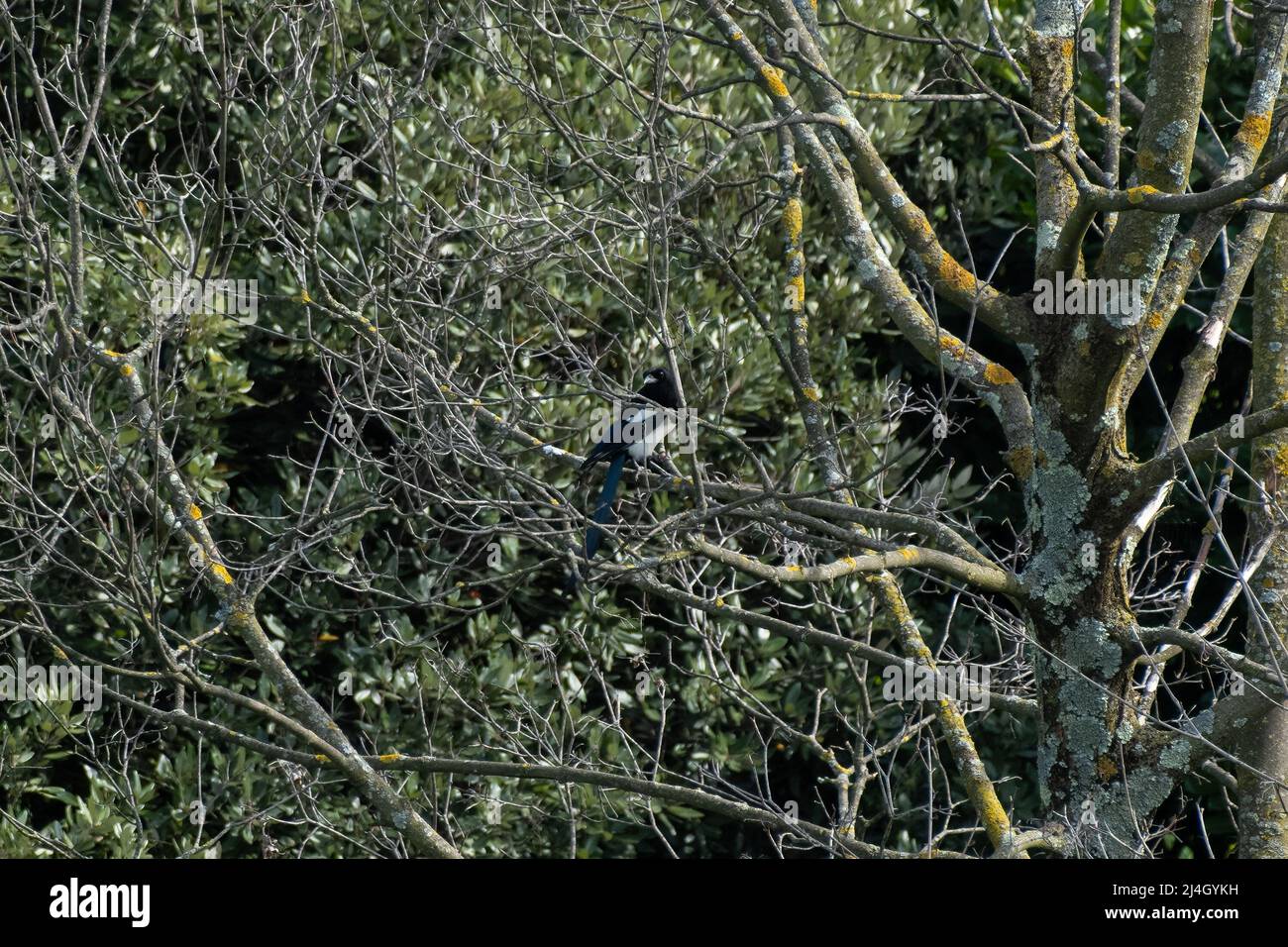 A beautiful black and white eurasian magpie (or Pica pica) behind ...