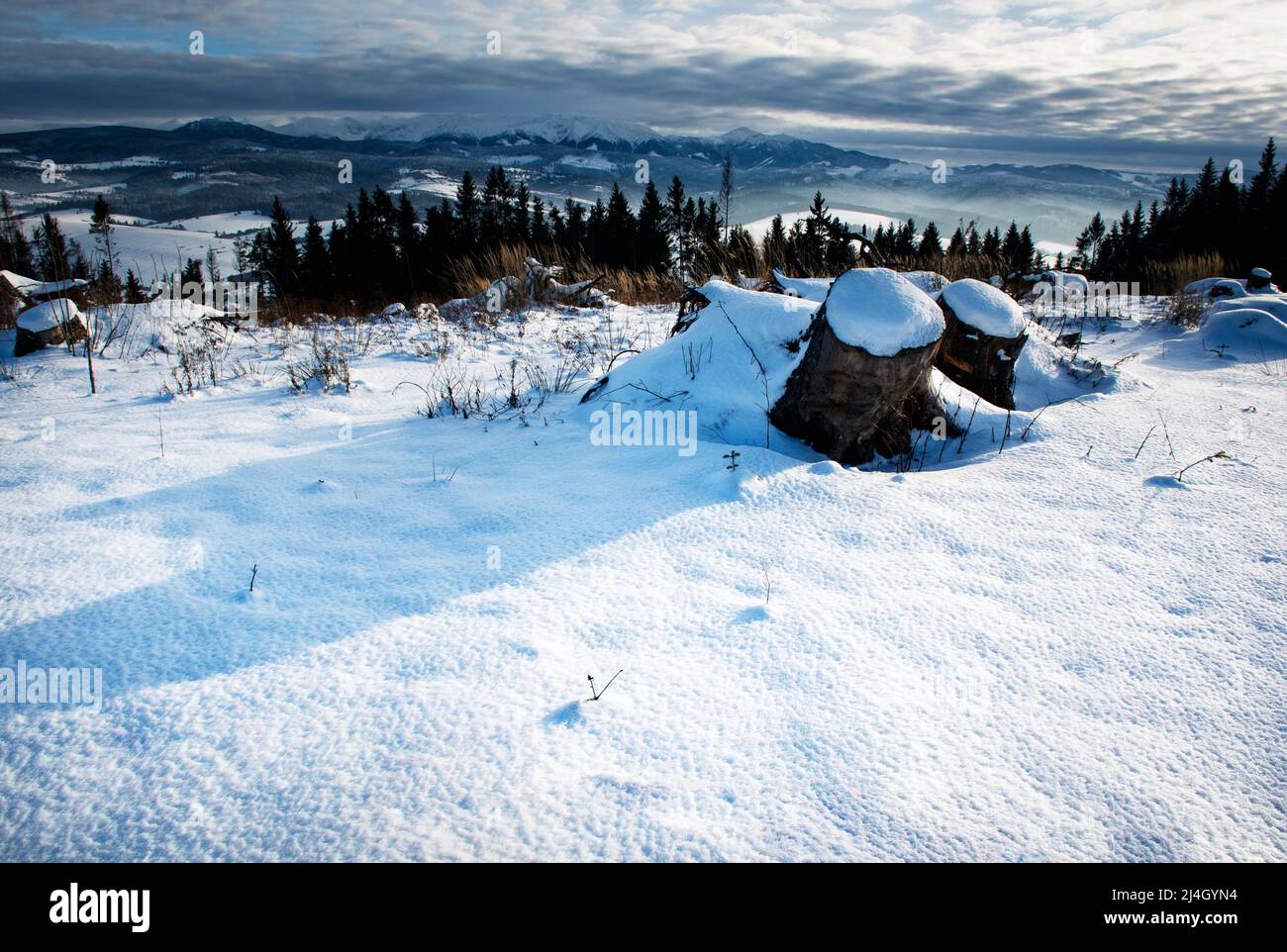 nature seasonal background snowy landscape on forest edge Stock Photo ...