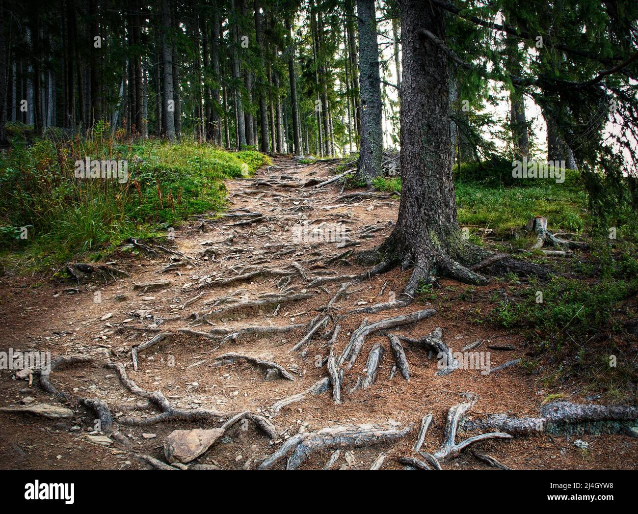 nature background walkway in the forest with a root system Stock Photo ...