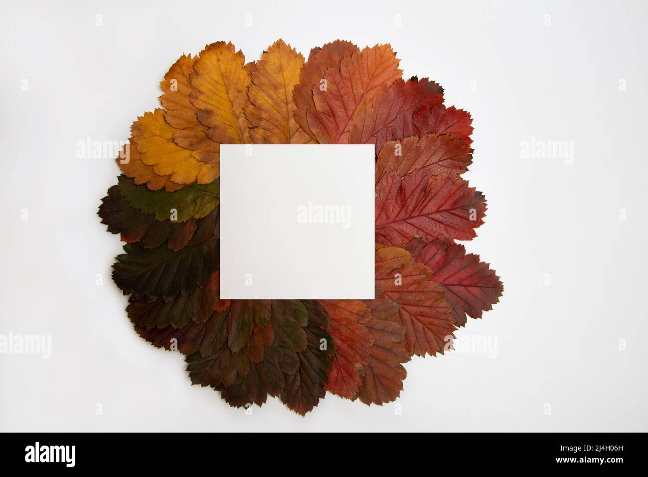 Colorful autumn leaves layout with white paper card. Flat lay Stock ...