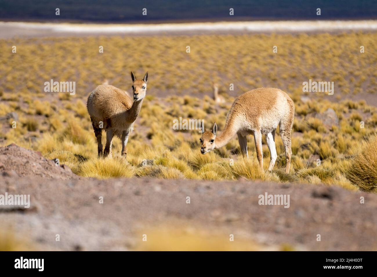 Two guanacos eating in Atacama Desert, Chile Stock Photo - Alamy