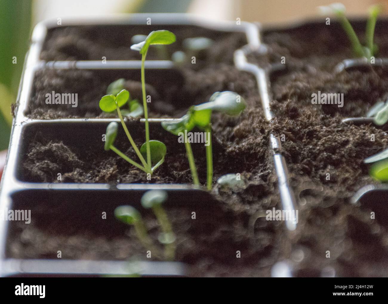 plastic plant boxes with earth and the first flower sprouts, blurred ...