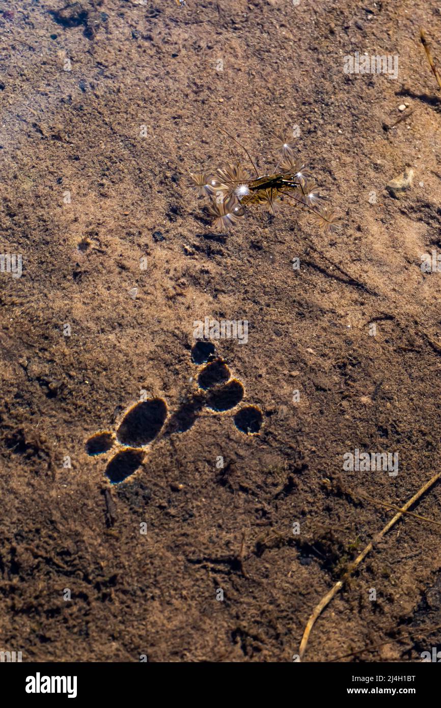 Water Striders, insect family Gerridae, mating on waters of Mitchell ...