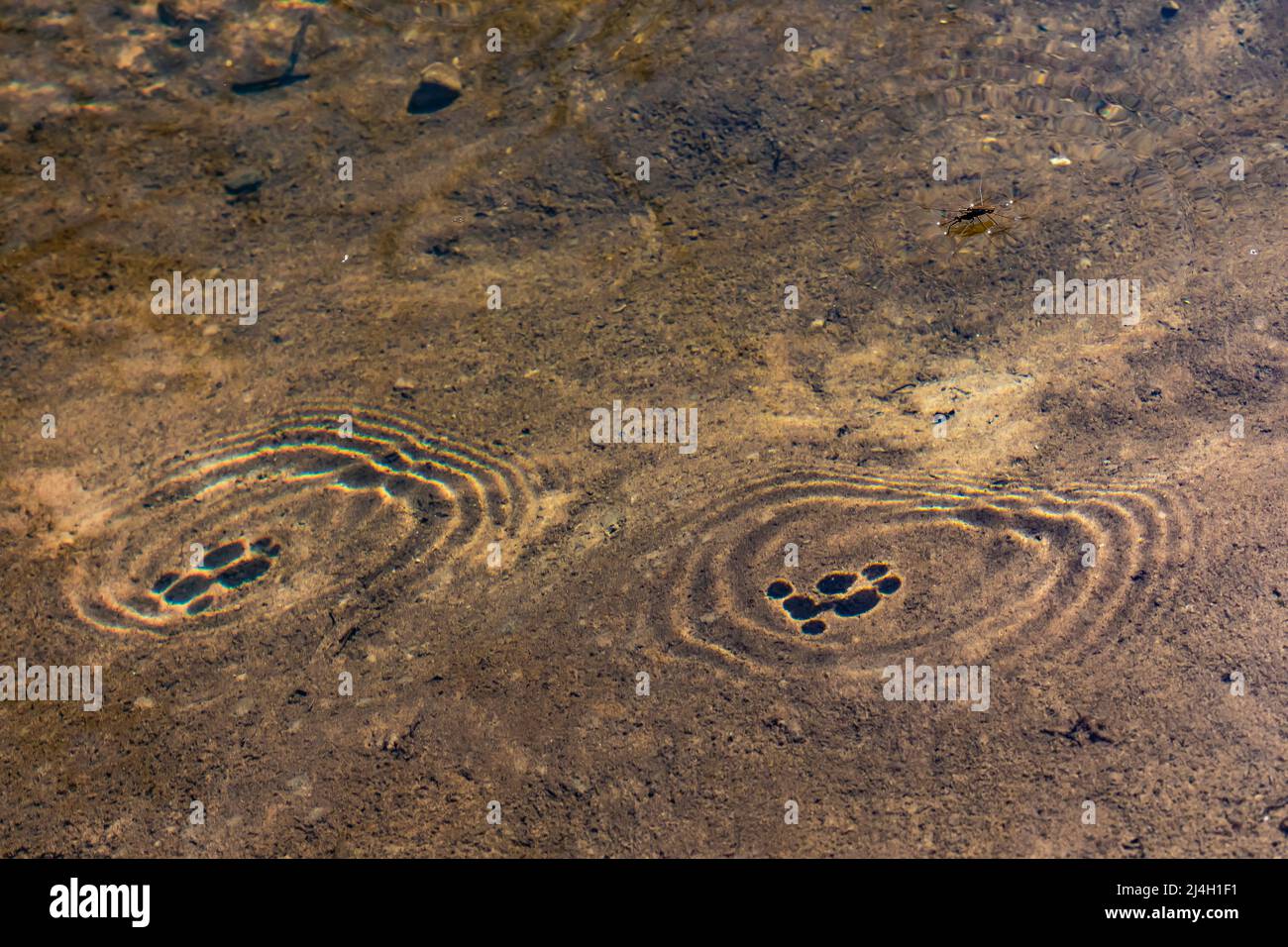 Water Striders, insect family Gerridae, walkiing on waters of Mitchell ...