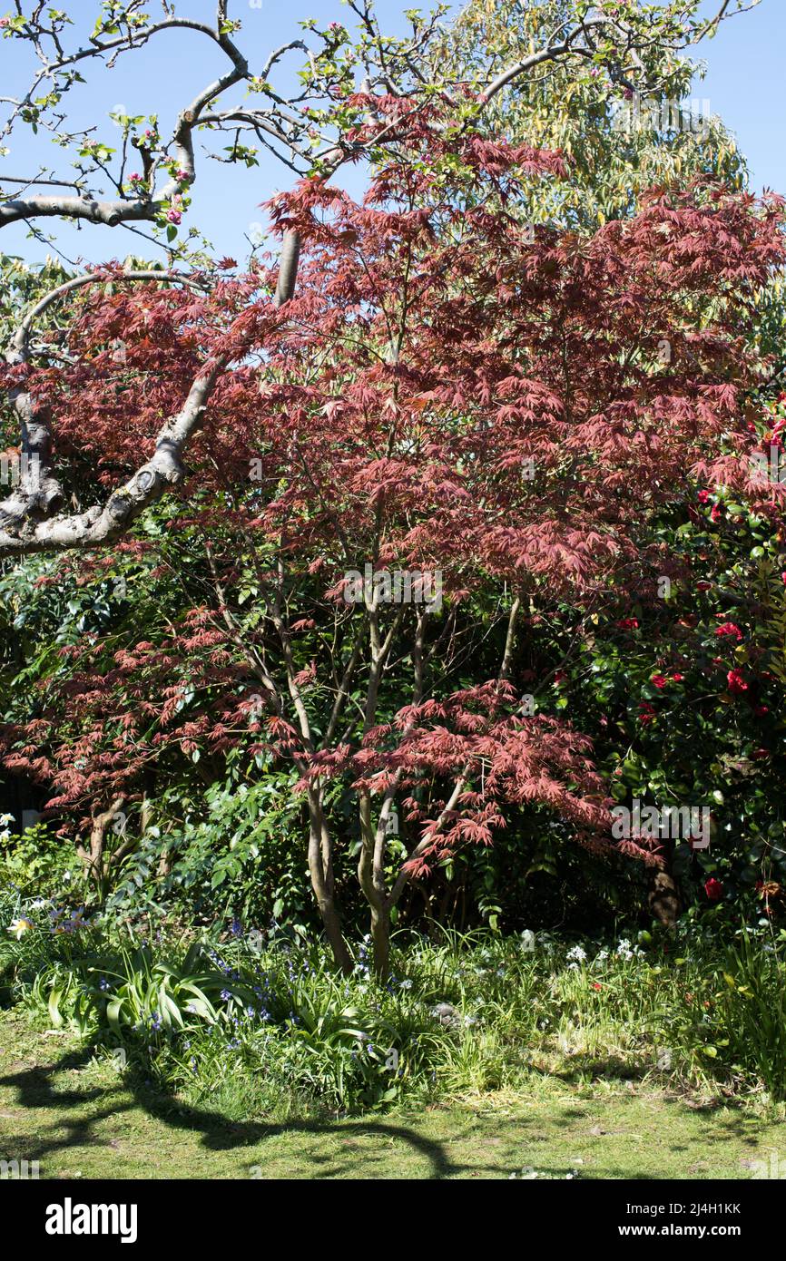 Acer tree in a domestic garden surrounded by other shrubs Stock Photo ...