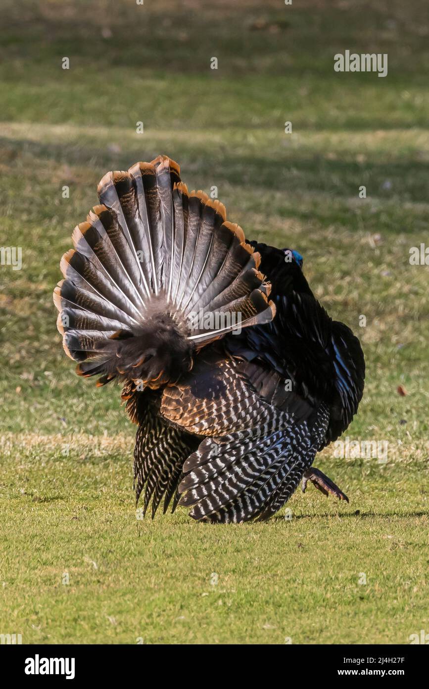 Wild Turkey, Meleagris gallopavo, tom strutting with tail fanned and ...