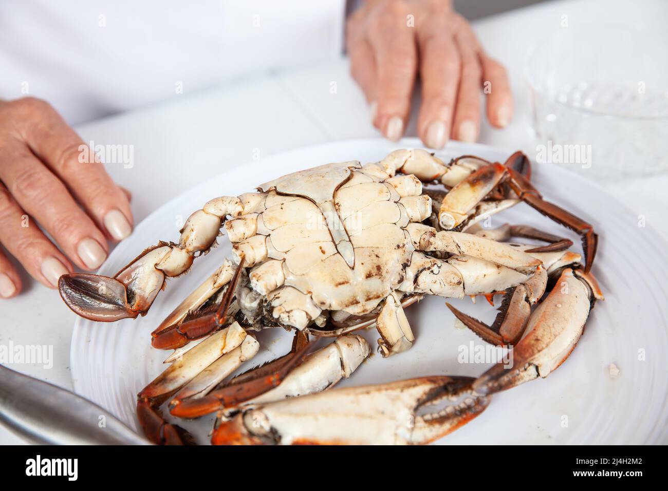 Close up of the process of breaking down a fresh crab to take out the ...