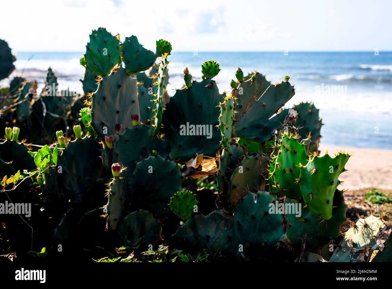 Green cactus on the beach against the beach in the background. Salvador ...