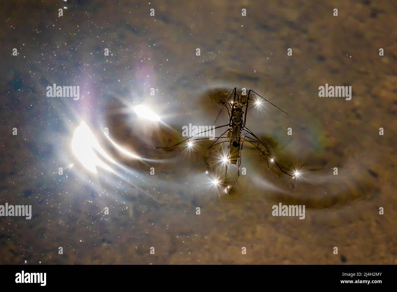 Jesus bugs hi-res stock photography and images - Alamy