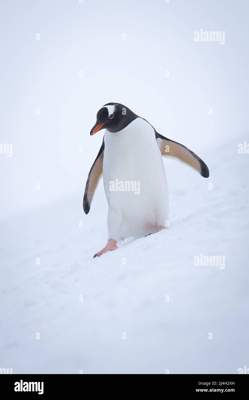 Penguin sliding hi-res stock photography and images - Alamy