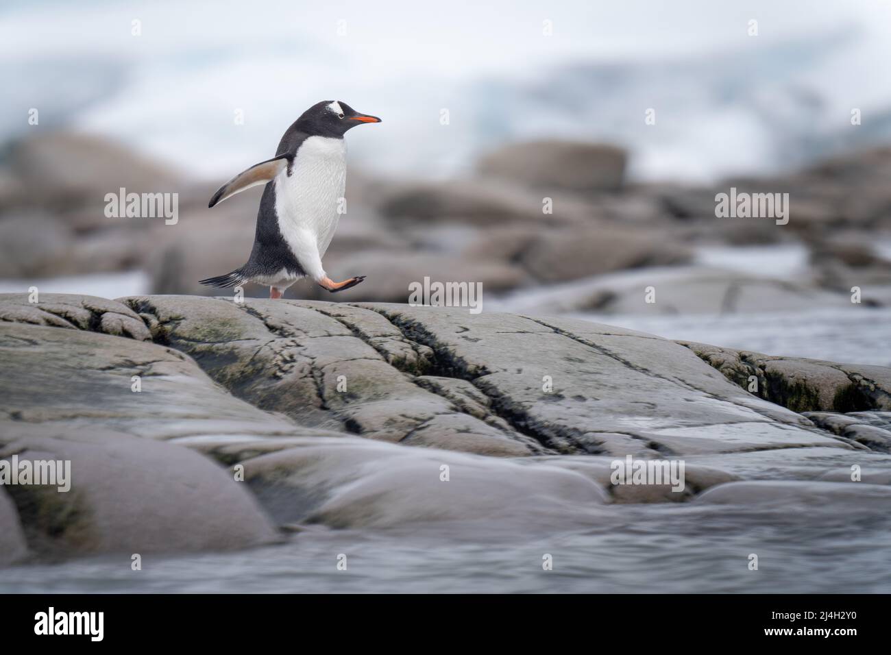 Penguin portal hi-res stock photography and images - Alamy