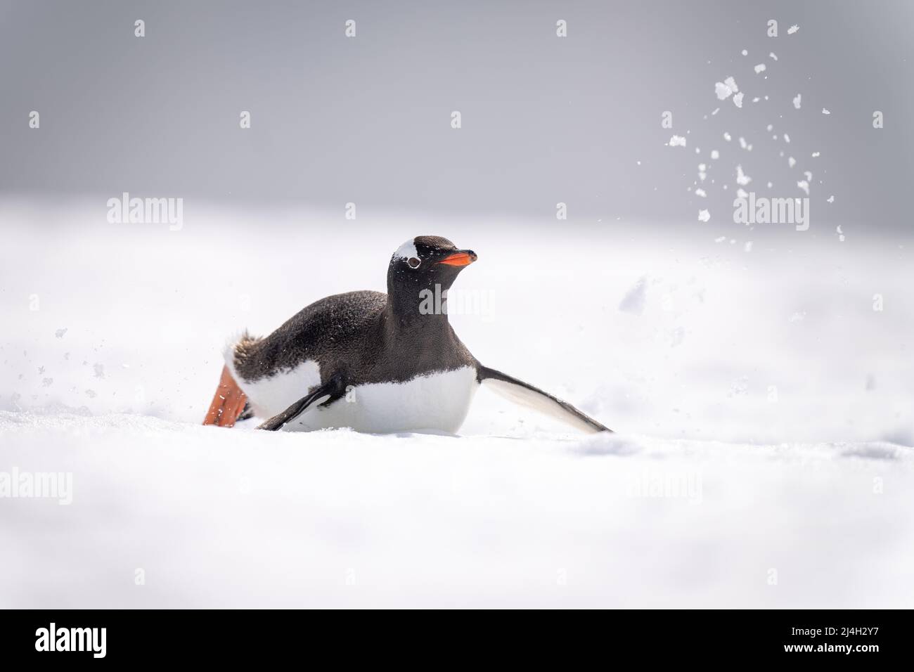 Penguin sliding on iceberg hi-res stock photography and images - Alamy