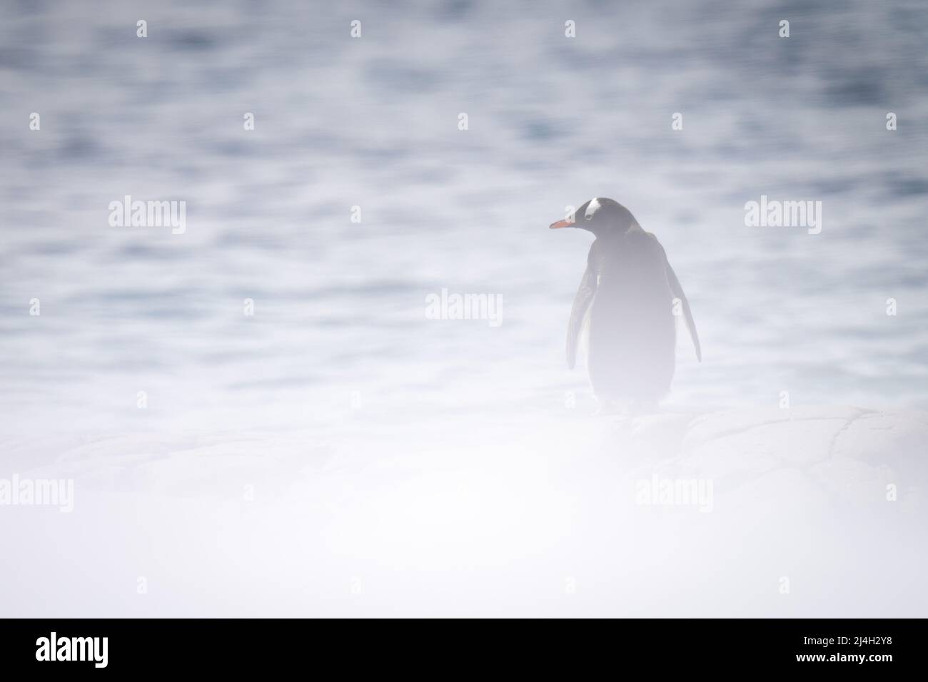 Penguin portal hi-res stock photography and images - Alamy