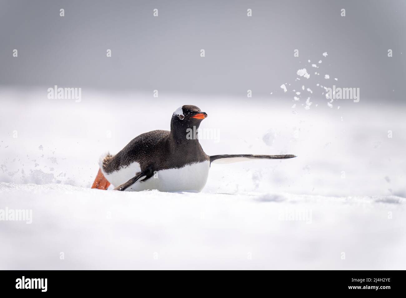 Belly sliding hi-res stock photography and images - Alamy