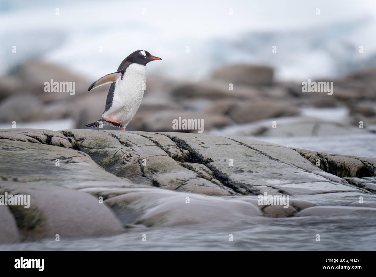 Gentoo penguin runs over rocks by sea Stock Photo - Alamy