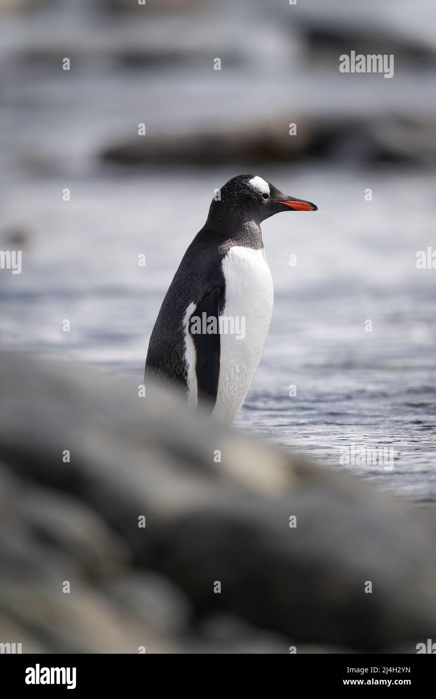Gentoo penguin stands in shallows behind rock Stock Photo - Alamy