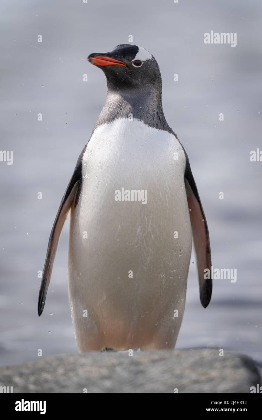 Gentoo penguin stands behind rock in water Stock Photo - Alamy