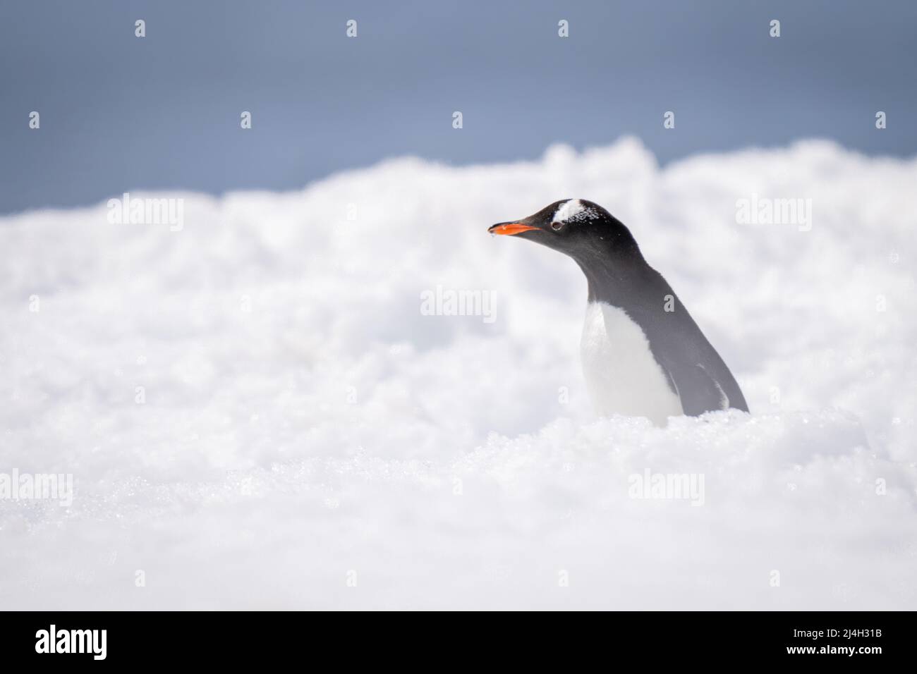 Penguin portal hi-res stock photography and images - Alamy