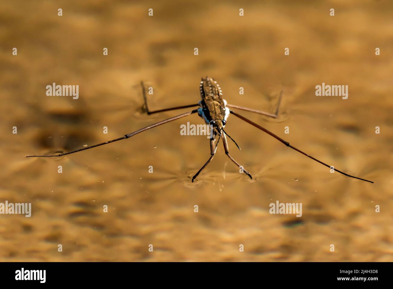 Water Striders, insect family Gerridae, walkiing on waters of Mitchell ...