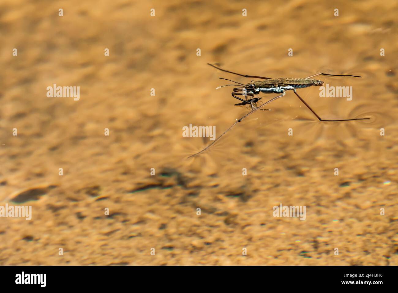 Aquatic insect gerridae family hi-res stock photography and images - Alamy