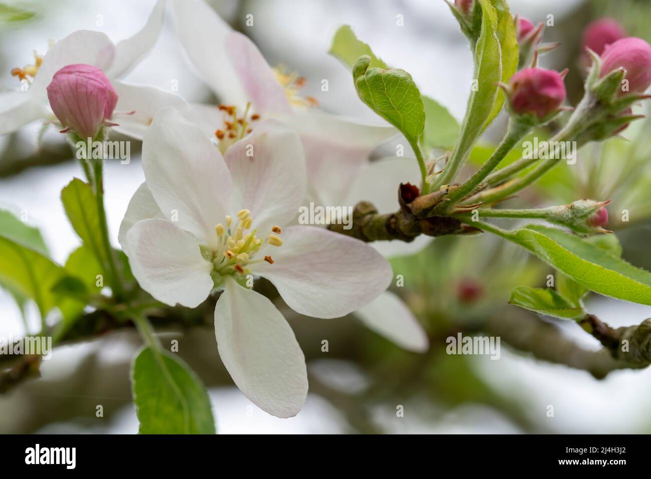 Macro detail of the flowers of a Golden class apple tree in spring ...