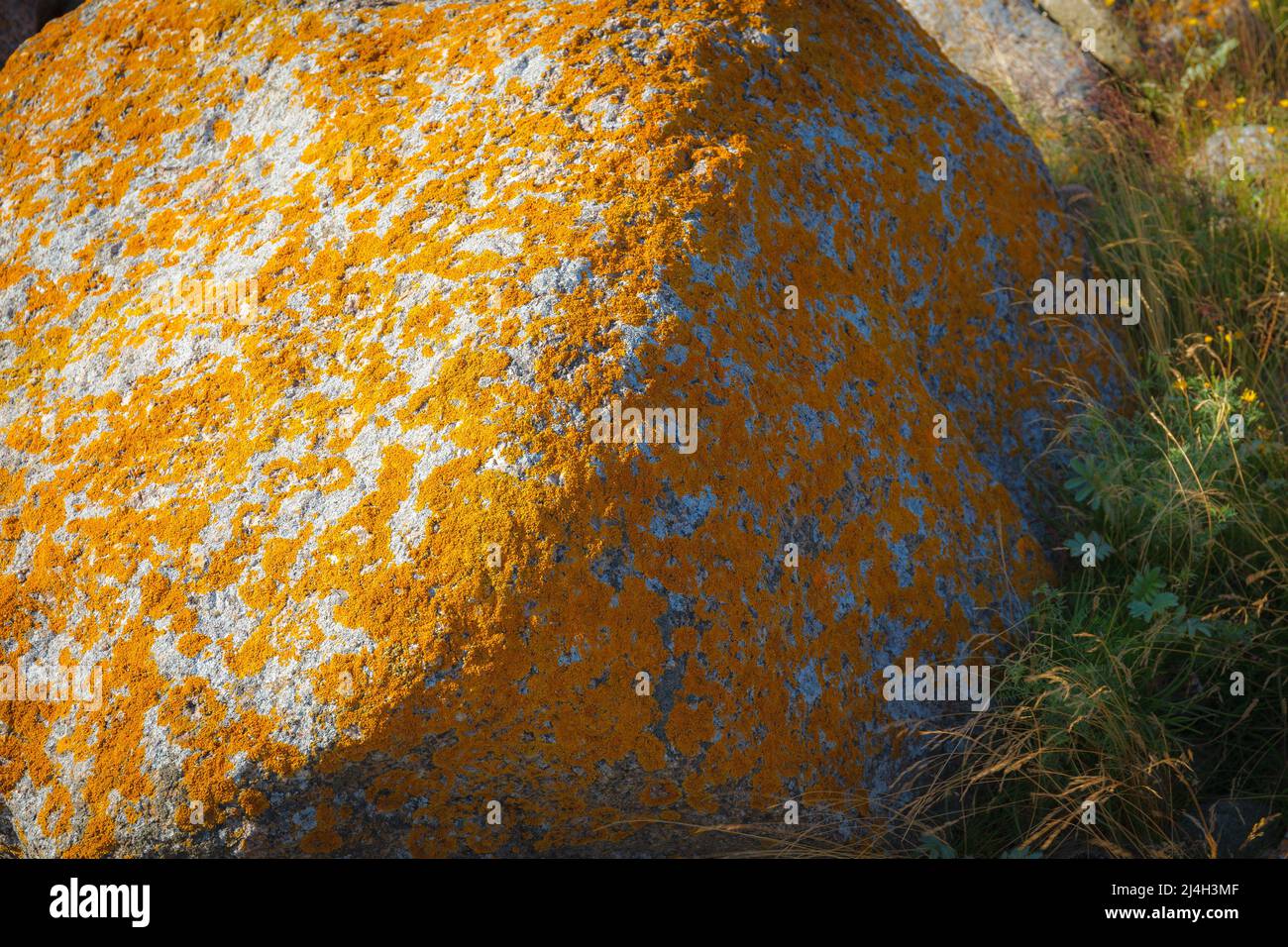 Stone covered with orange lichen. Stone texture, lichen Stock Photo - Alamy