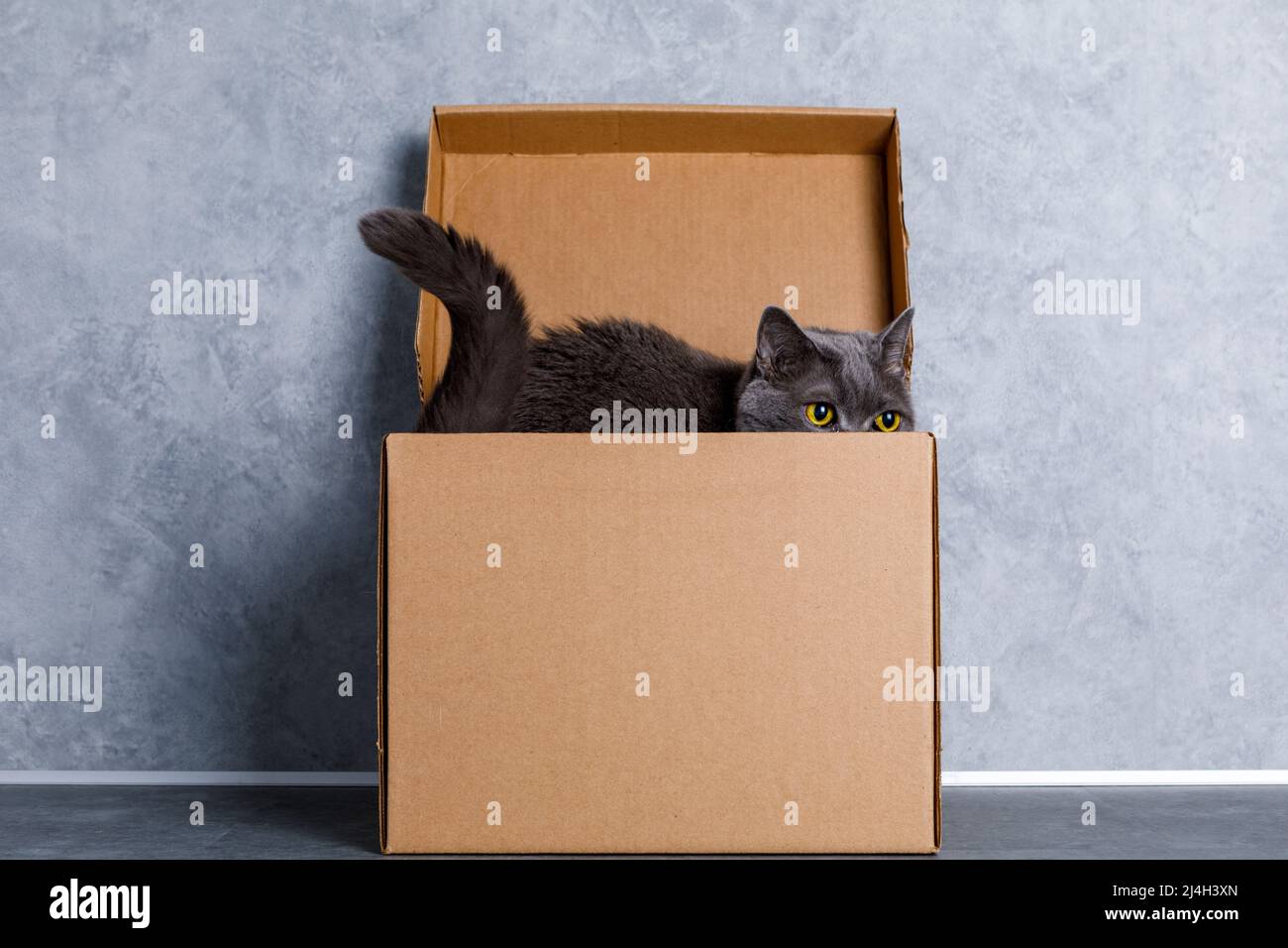 Cute gray cat peeking out of a cardboard box at home, close-up Stock ...