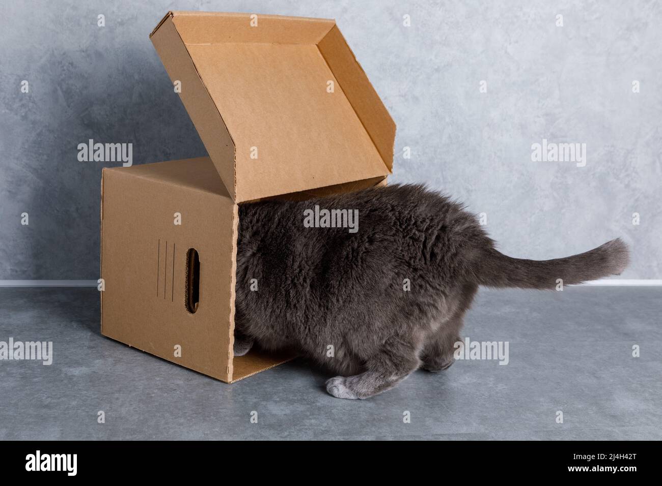 A grey British cat tries to climb into an inverted box Stock Photo - Alamy