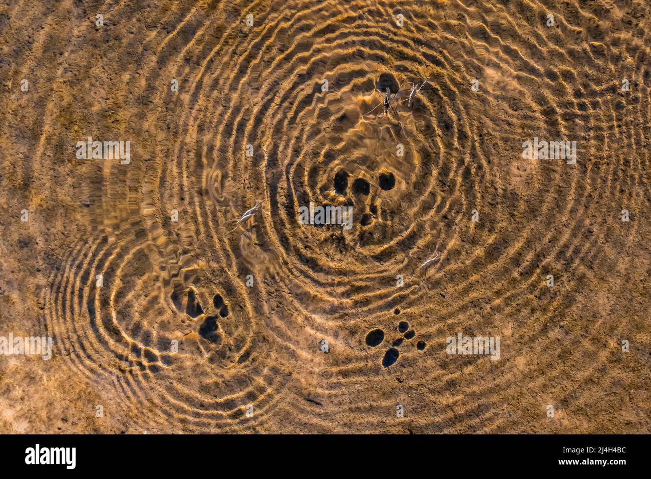 Water Striders, insect family Gerridae, walking on waters of Mitchell ...