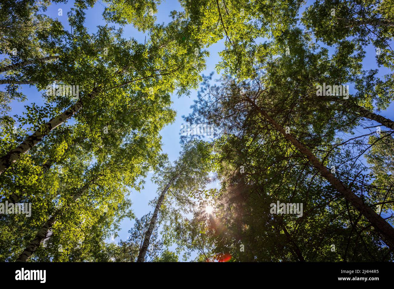 Green forest. Tree with green Leaves and sun light. Bottom view ...