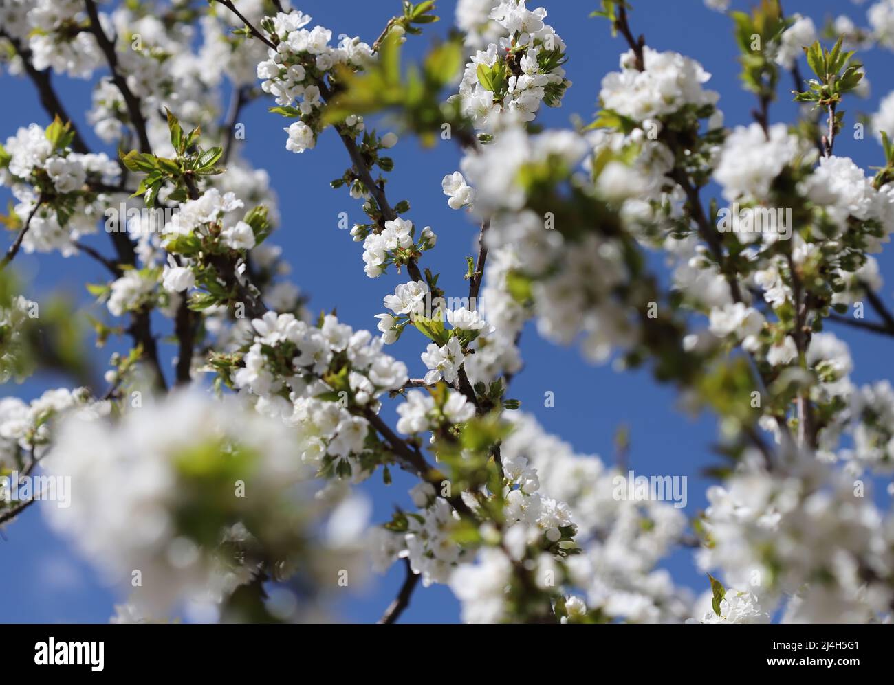 Blossom in spring, cherry buds Stock Photo - Alamy