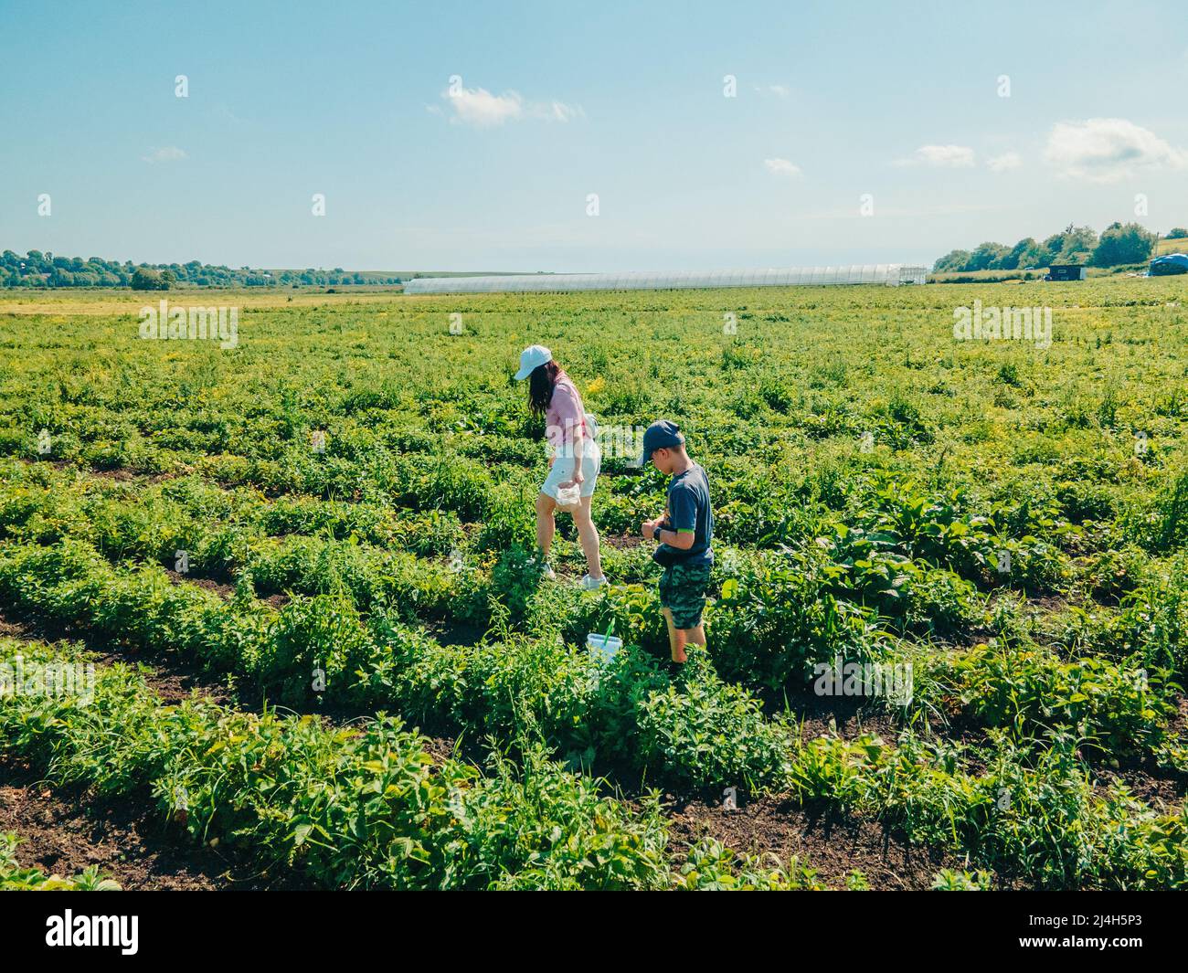overhead view mother with son at strawberry farm gathering vitamins ...