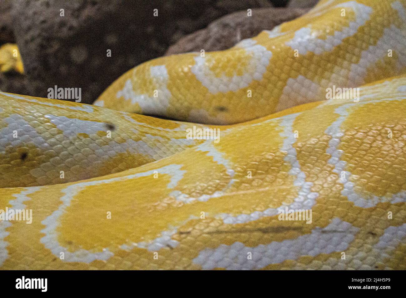Skin of snake Stock Photo - Alamy