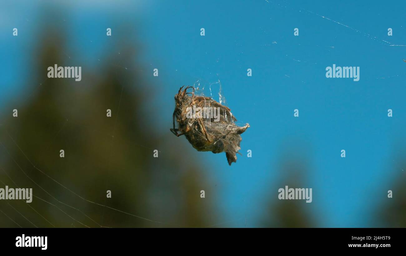 Spider web in macro photography. Krenavti. A natural web on which hangs ...