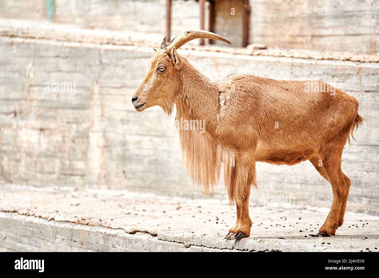 Sheep or Atlas mouflon (Ammotragus lervia) mammal of the sheep family ...