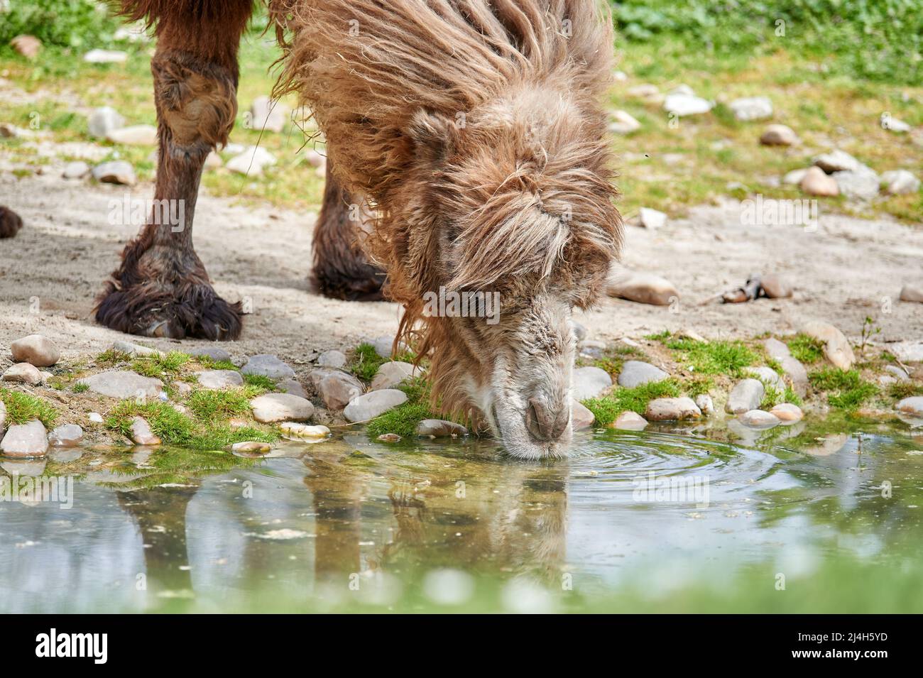 Bactrian camel or Asian camel with a lot of fur while drinking water ...