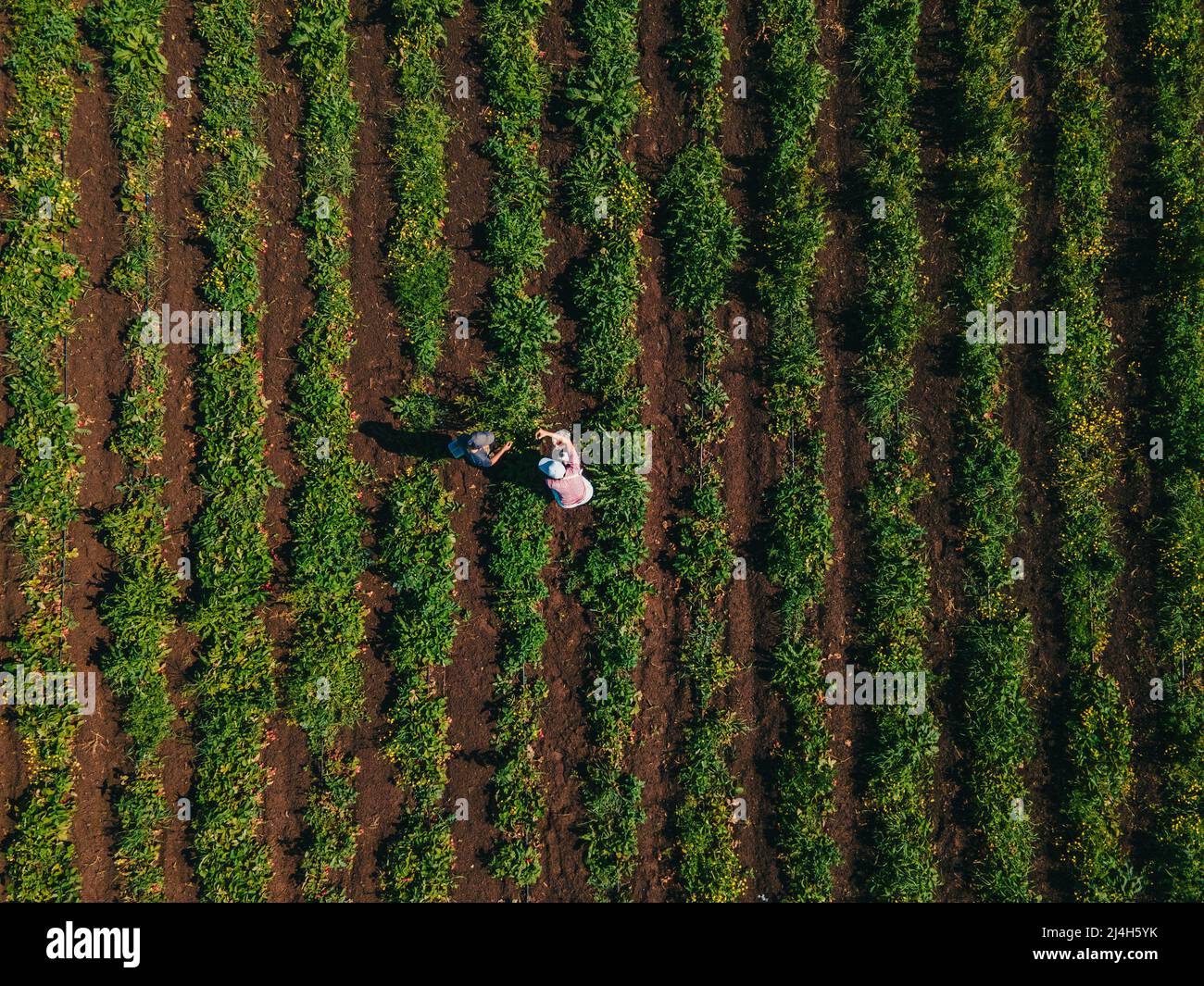 overhead view mother with son at strawberry farm gathering vitamins ...