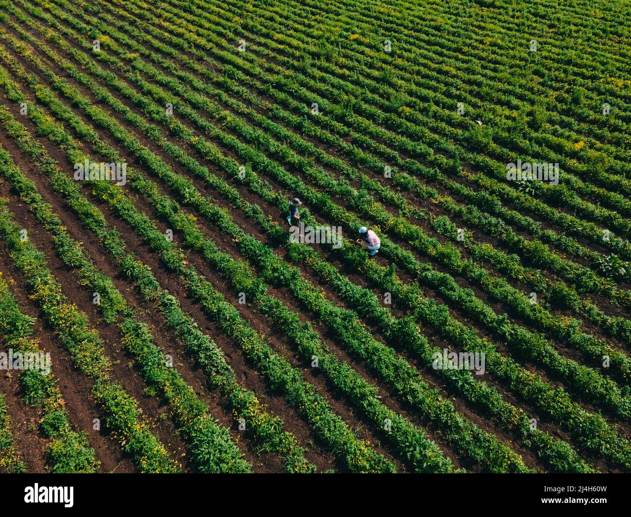overhead view mother with son at strawberry farm gathering vitamins ...