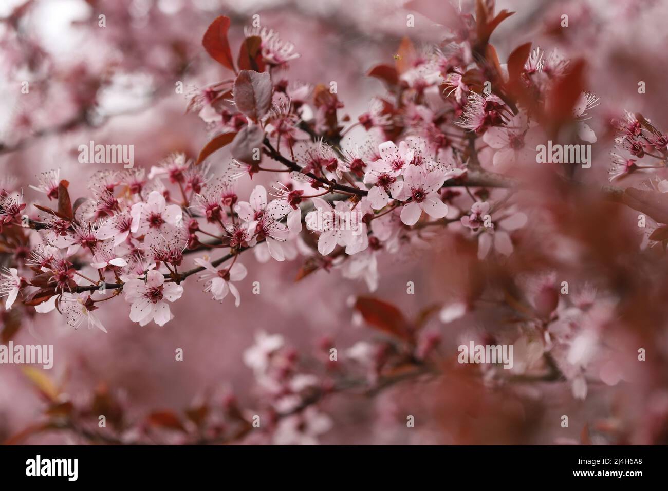 Blossom in spring, plum tree Stock Photo - Alamy