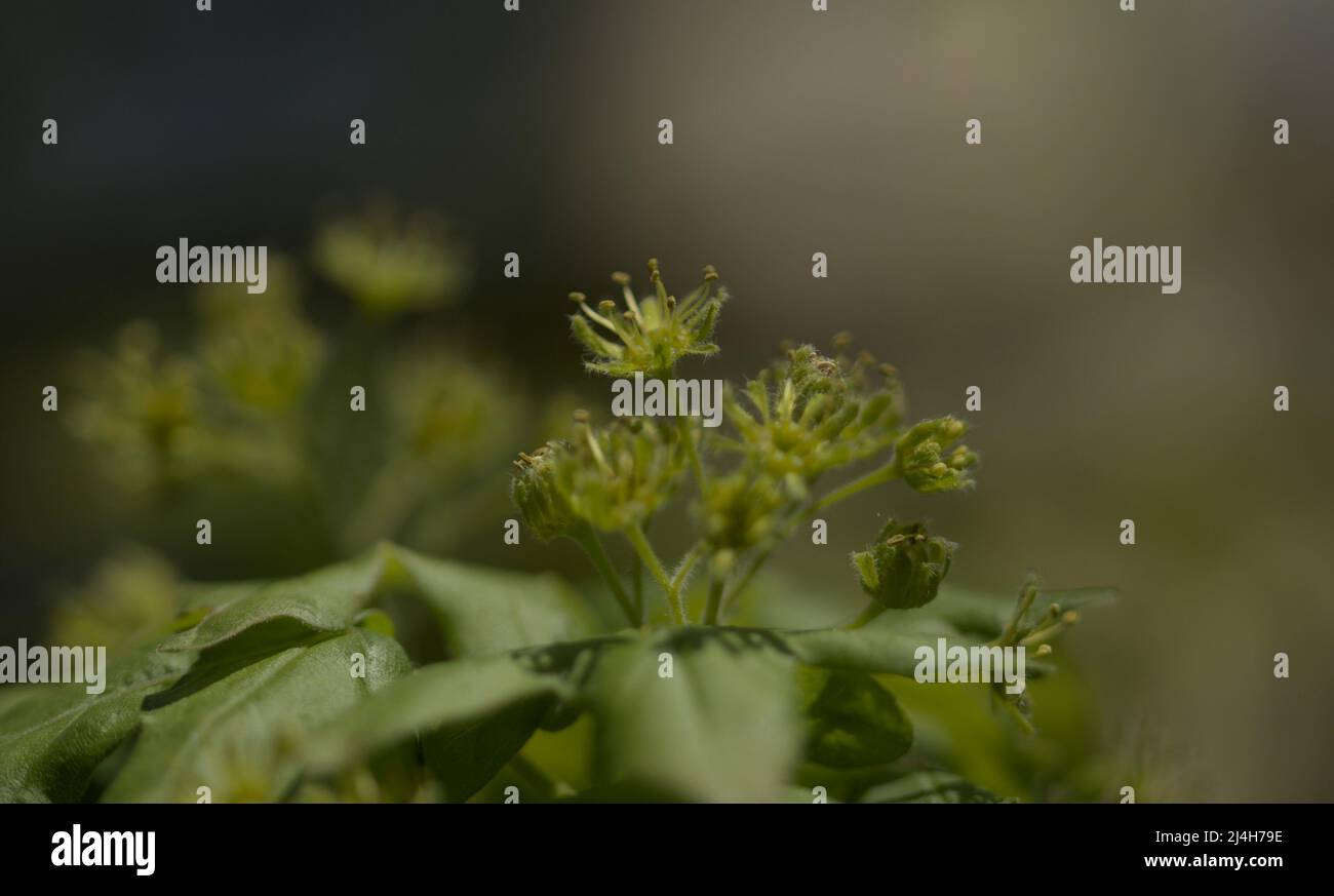 Maple tree Acer campestre flower in spring Stock Photo - Alamy