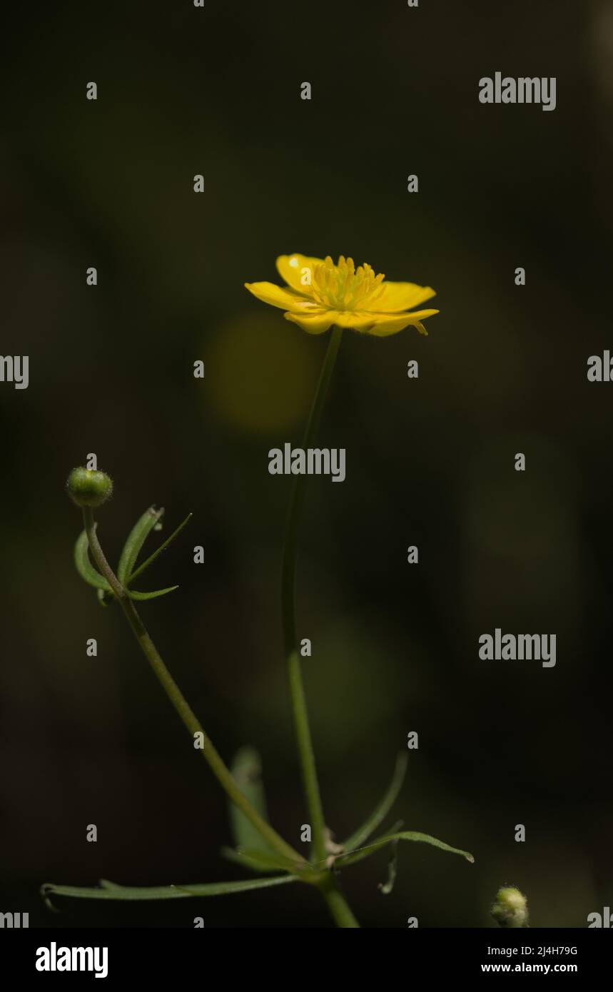 Goldilocks buttercup flower in English woodland Stock Photo - Alamy