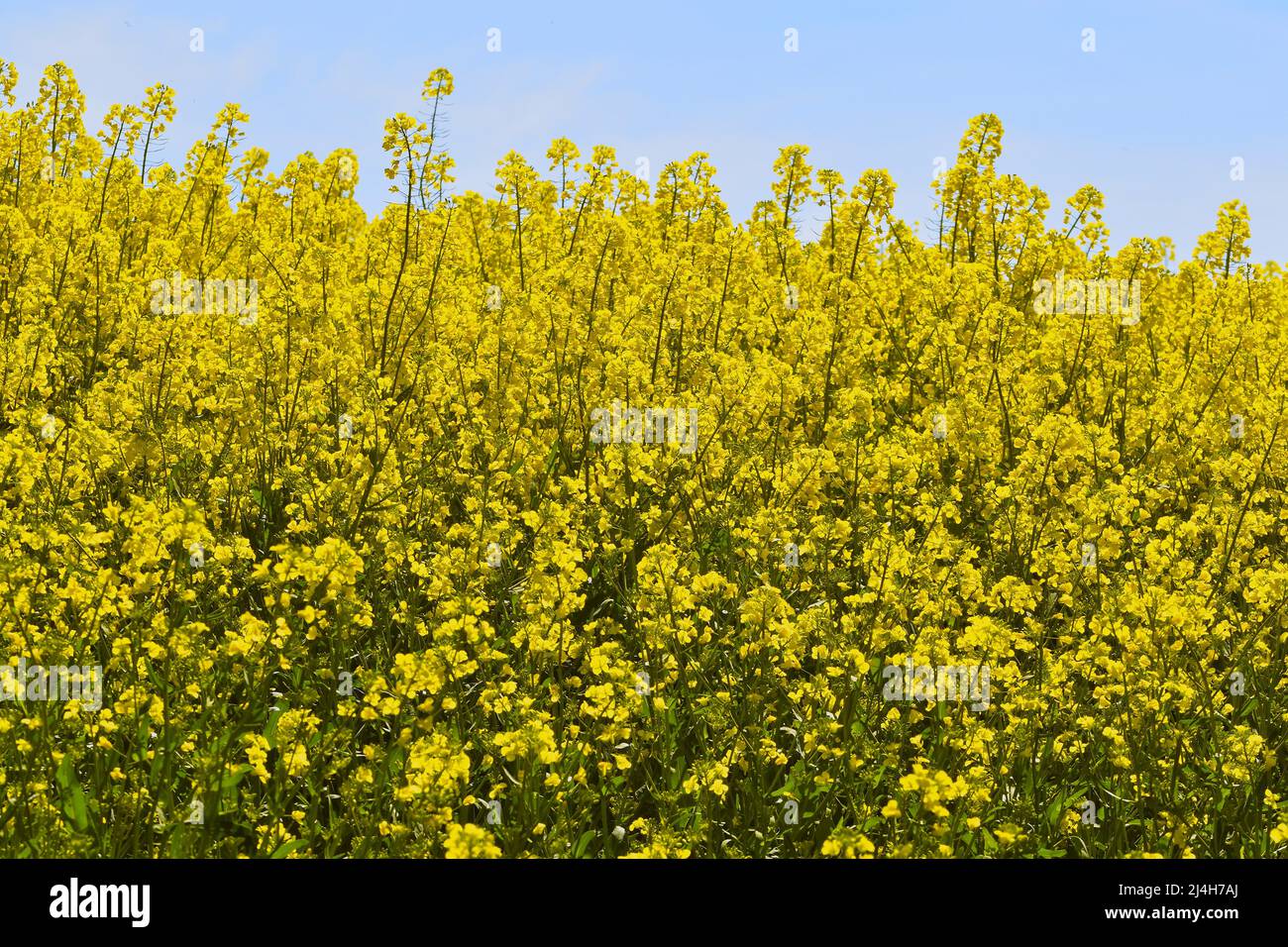 A field of yellow oil seed rape flowers Stock Photo - Alamy